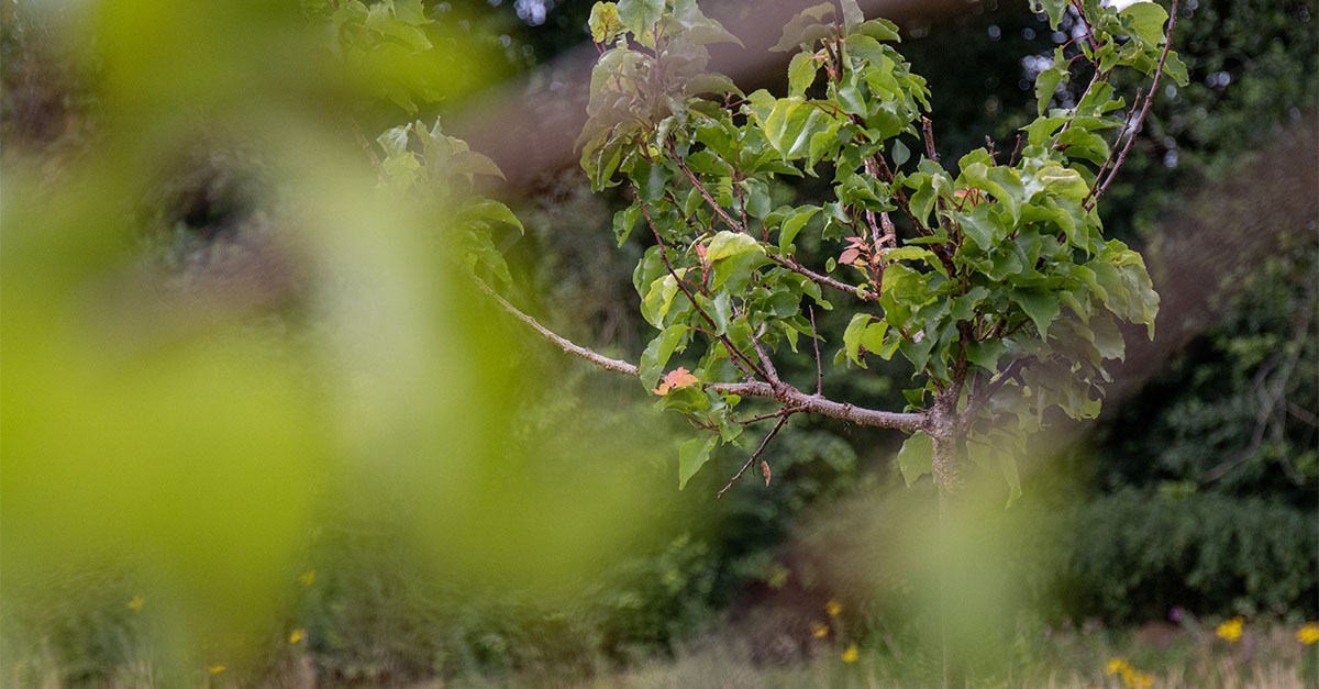 Why we can successfully grow apricot trees at High Leigh - News ...